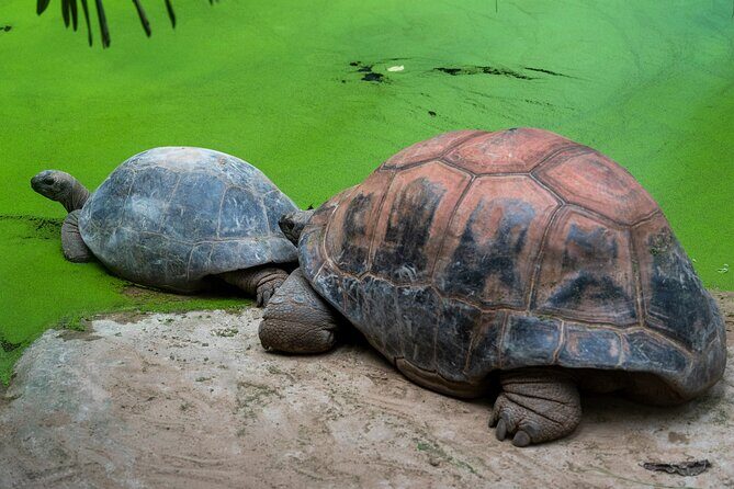 Private Tour Matura Turtle Watching - The Sum Up: Is It Worth It?