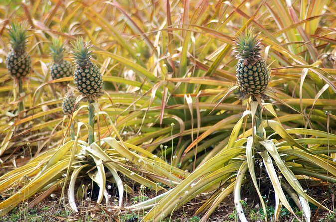 Private Tour Maui Pineapple Farm in Haliimaile - Authenticity and Experience Quality