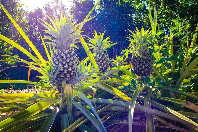 Private Tour Maui Pineapple Farm in Haliimaile - Who Should Consider This Tour?