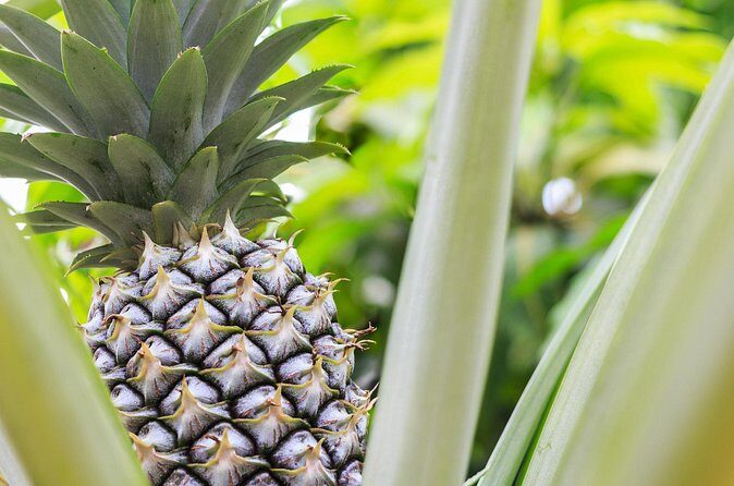 Private Tour Maui Pineapple Farm in Haliimaile - Final Thoughts