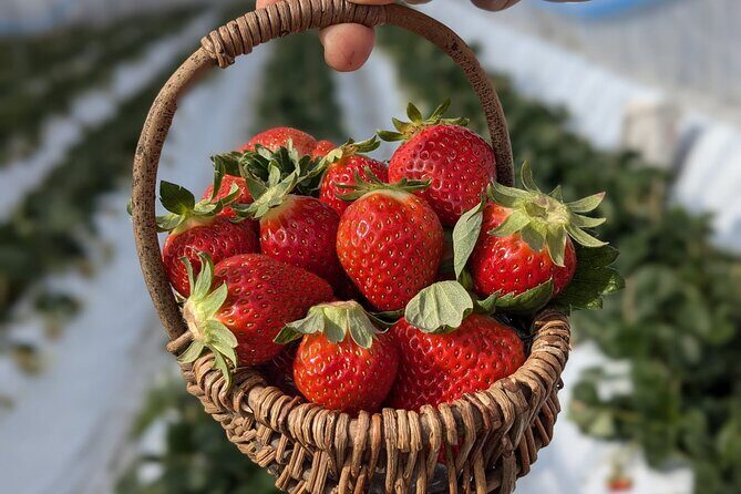 Private tour Meet the Sheep of Aso and pick Aso strawberries - An Introduction to the Aso Experience