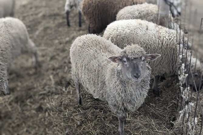 Private tour Meet the Sheep of Aso and pick Aso strawberries - Price Analysis and Value