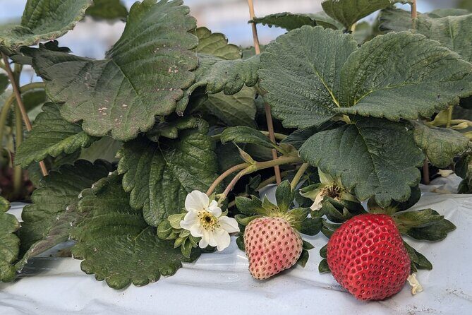 Private tour Meet the Sheep of Aso and pick Aso strawberries - The Bottom Line: Who’s This Tour For?