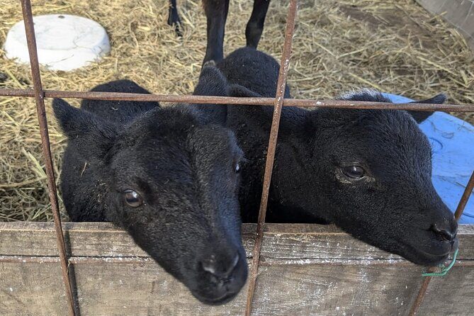 Private tour Meet the Sheep of Aso and pick Aso strawberries - FAQ: Your Practical Questions Answered