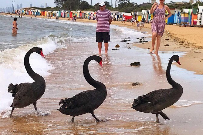[PRIVATE TOUR] Melbourne City And Bayside Beach Tour - Introduction