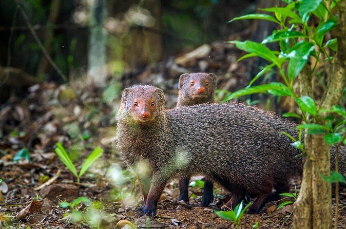 Private Tour Minneriya National Park from Colombo - The Value of This Tour