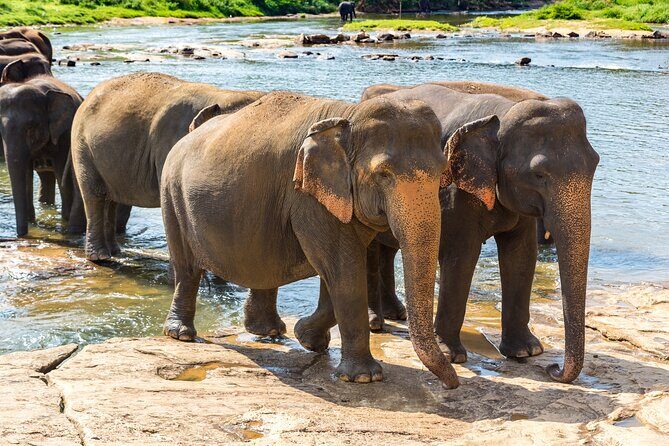 Private Tour Minneriya National Park from Colombo - FAQ