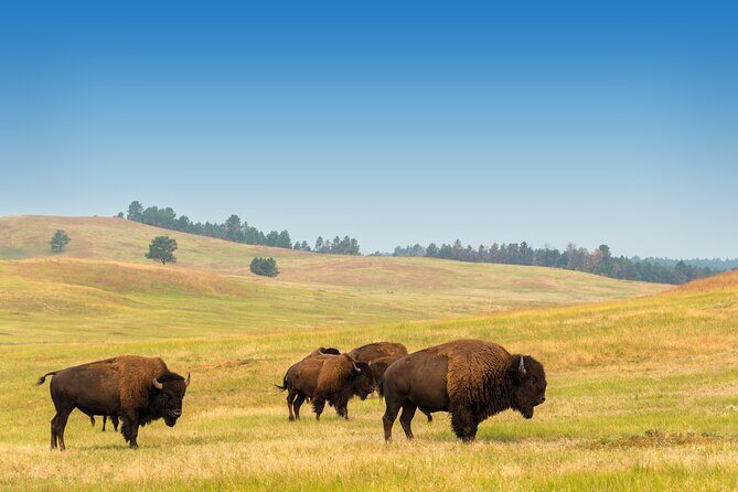 Private Tour Mt Rushmore Crazy Horse and Custer State Park - FAQs