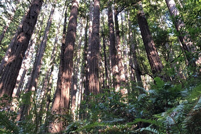 Private Tour Muir Woods and Sausalito - Final Thoughts