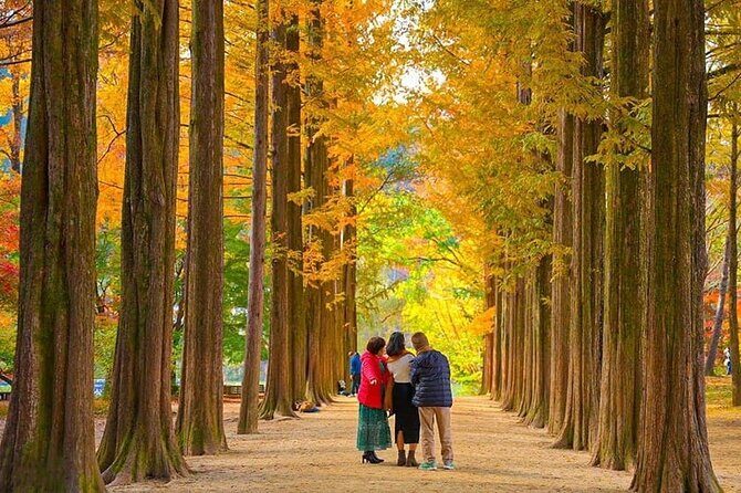[Private Tour] Nami Island+Morning calm Garden+Petite France - An In-Depth Look at the Tour Experience