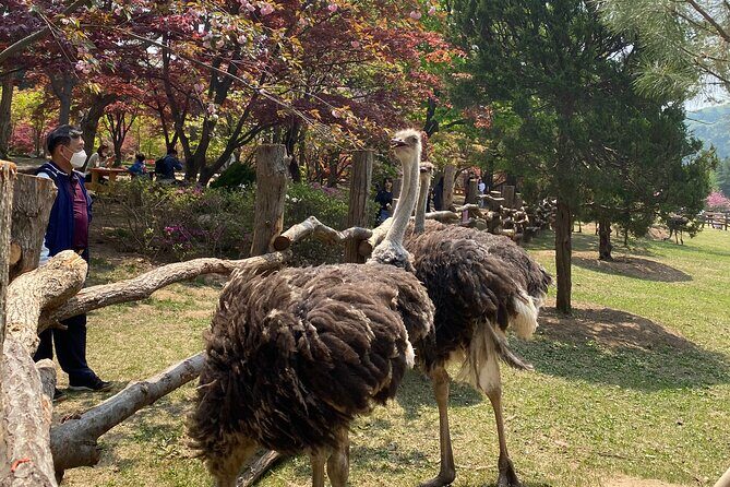 [Private Tour] Nami Island+Morning calm Garden+Petite France - Who Should Consider This Tour?