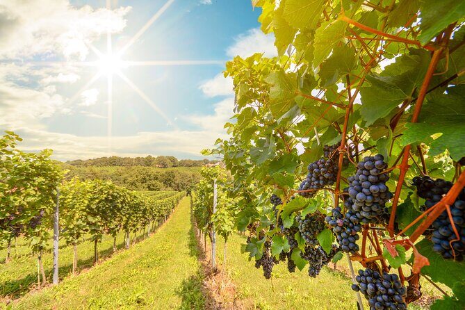 Private Tour Napa and Sonoma Valley Wine - The Sum Up