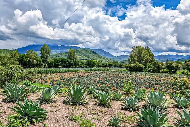 Private Tour New Raicilla Route to Mascota from Puerto Vallarta - What Travelers Are Saying