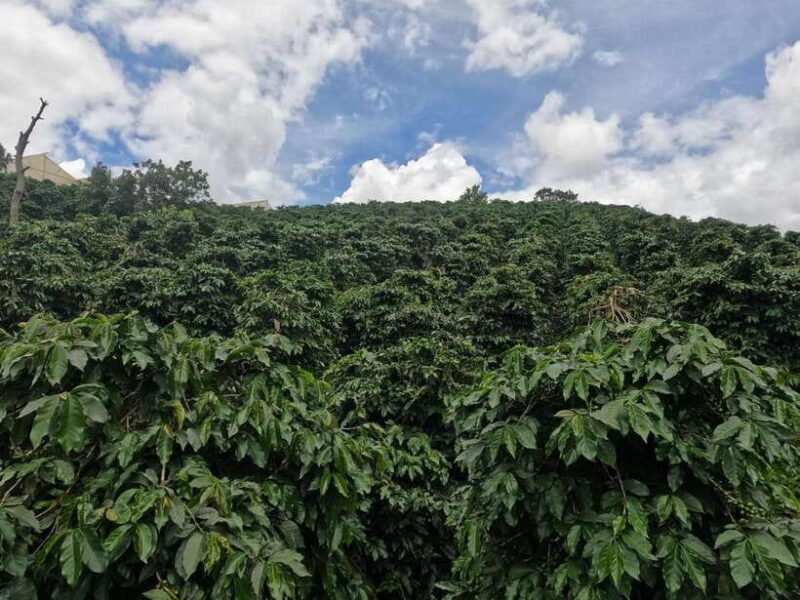 Private tour Nha Trang-Dalat excursion (start at Nha Trang) - Setting the Scene: Why Choose This Tour?