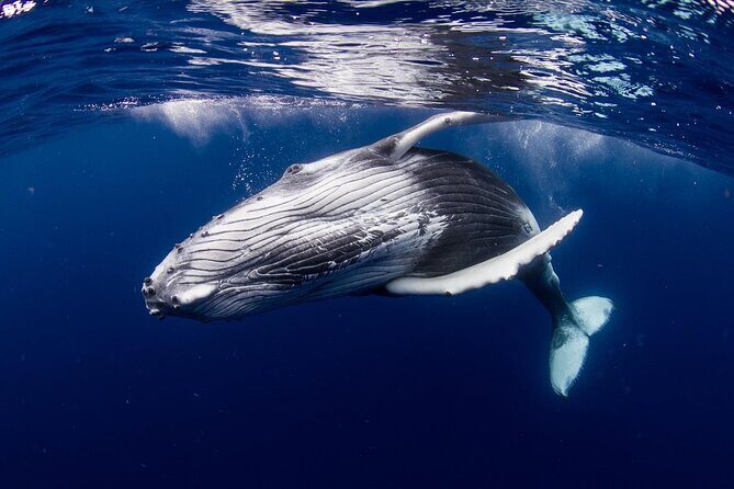 Private tour observing and swimming with humpback whales in Moorea - An In-Depth Look at the Private Moorea Marine Tour