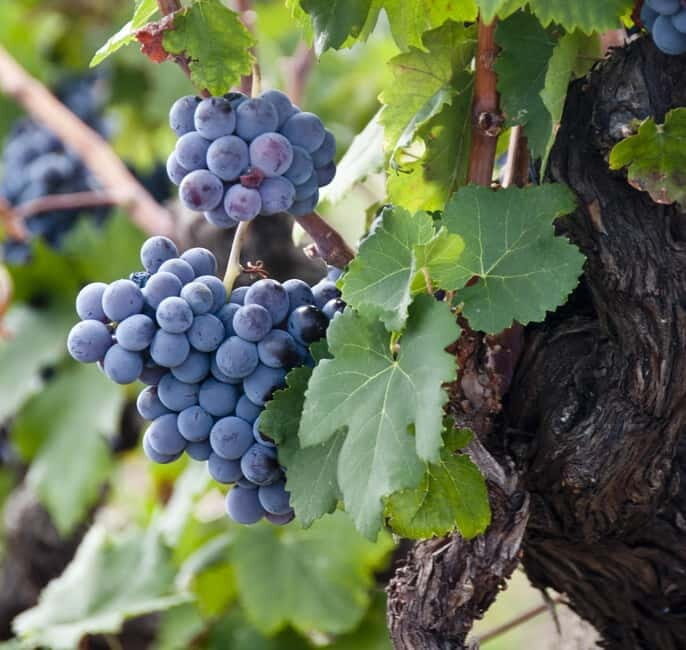Private Tour of Avola: Explore the Heart of Sicily with Wine Tasting - The Sum Up