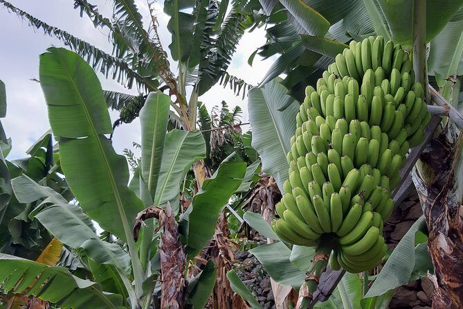 Private Tour of Banana Farm from Funchal - Introduction: A Charming Slice of Madeira’s Agriculture