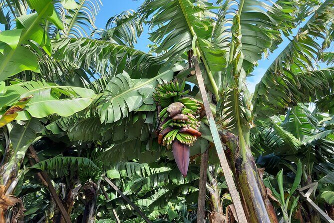 Private Tour of Banana Farm from Funchal - Exploring the Itinerary in Detail