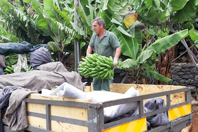 Private Tour of Banana Farm from Funchal - Analyzing the Value: What You Get for Your Money