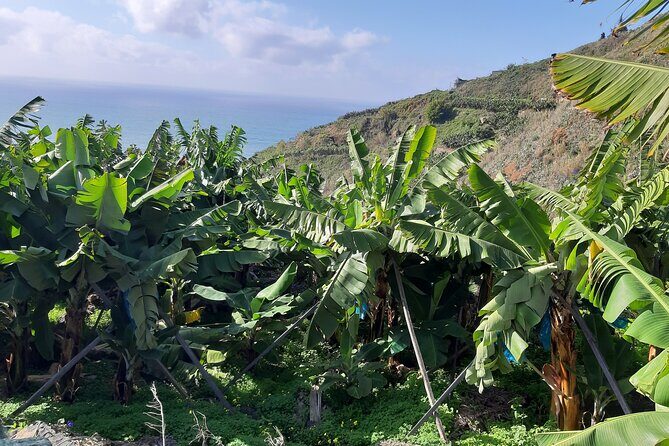 Private Tour of Banana Farm from Funchal - Why This Tour Works Well