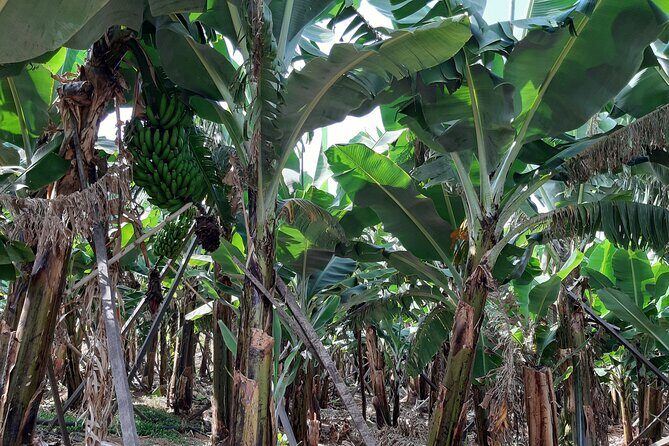 Private Tour of Banana Farm from Funchal - Who Should Consider This Tour