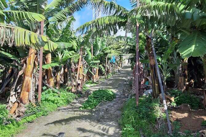 Private Tour of Banana Farm from Funchal - Frequently Asked Questions