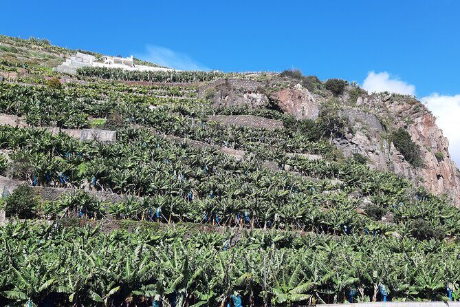 Private Tour of Banana Farm from Funchal - Final Thoughts: Who Will Love This Tour?