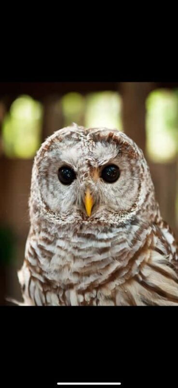 Private Tour of Capilano Suspension Bridge & Grouse Mountain - The Sum Up