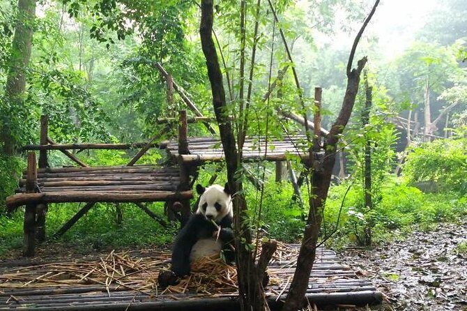 Private Tour of Chengdu Panda Center and Leshan Giant Buddha - The Experience and Its Value
