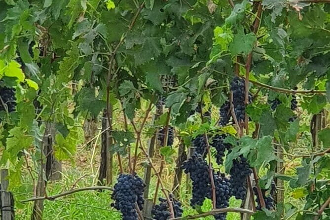 Private Tour of Chianti Siena and San Gimignano by Minivan - The Sum Up: Is This Tour Worth It?