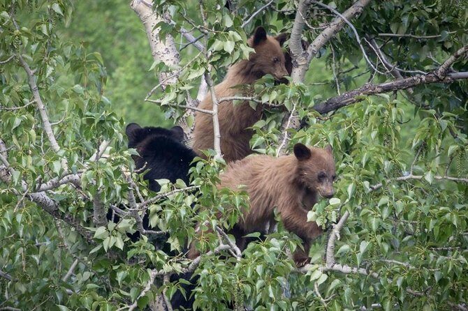 Private Tour of Grand Teton National Park - FAQs