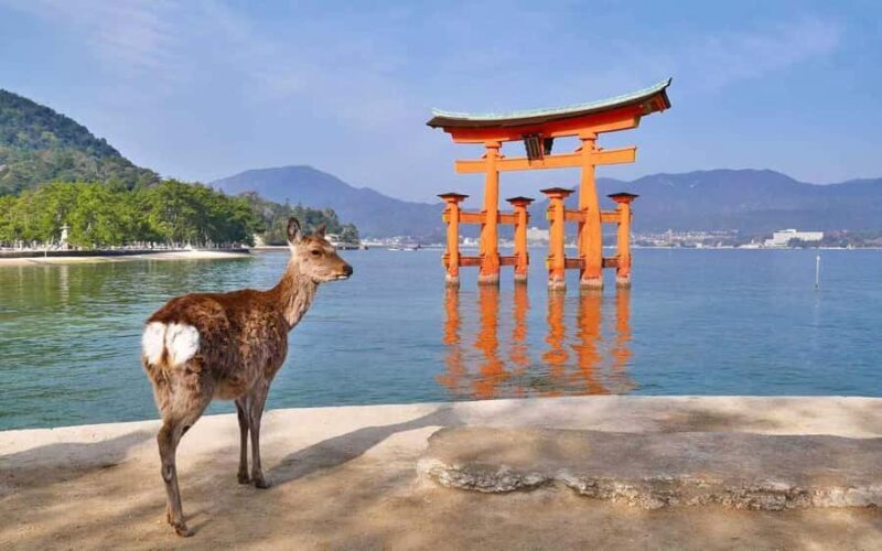 Private Tour of Hiroshima Peace Park & Miyajima Island - Analyzing the Value