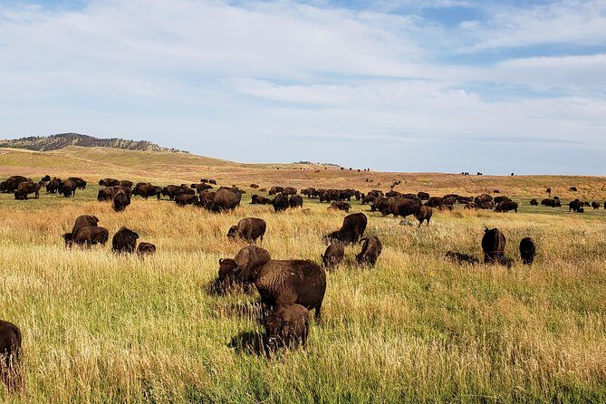 Private Tour of Mount Rushmore, Crazy Horse and Custer State Park - The Sum Up