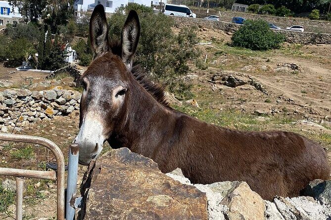 Private Tour Of Mykonos Included Town - FAQs