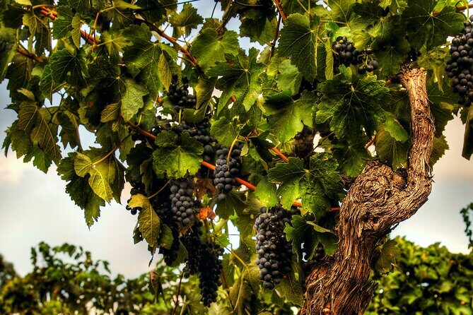 Private Tour of Rojina's Fleurieu in McLaren Vale - Pricing and Value