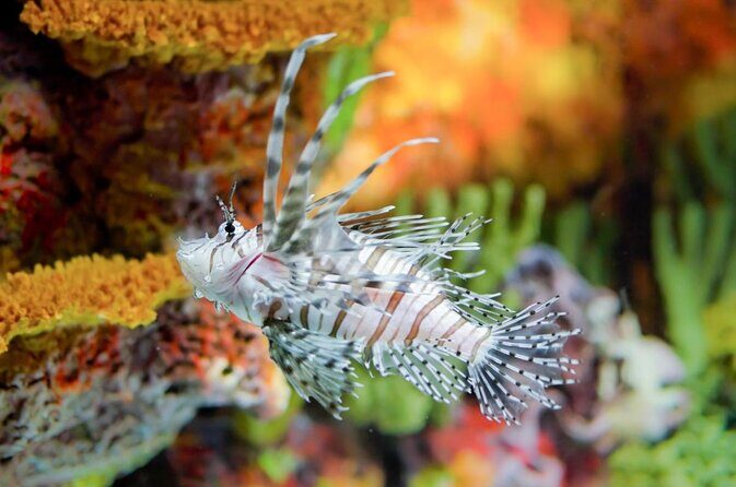 Private Tour of Shanghai Ocean Aquarium, Longhua Temple and Oriental Peal Tower - Key Points