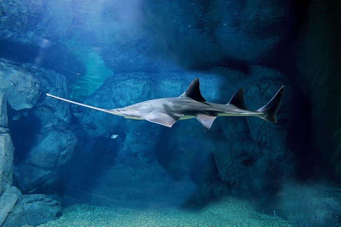 Private Tour of Shanghai Ocean Aquarium, Longhua Temple and Oriental Peal Tower - An In-Depth Look at the Tour Itinerary