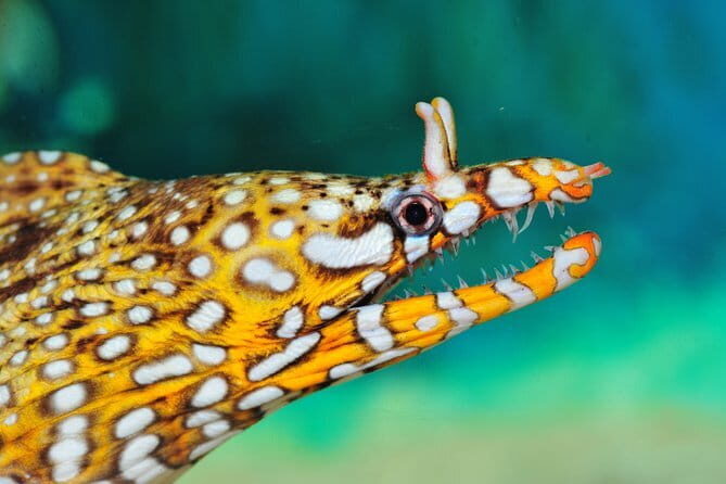 Private Tour of Shanghai Ocean Aquarium, Longhua Temple and Oriental Peal Tower - Starting with the Shanghai Ocean Aquarium