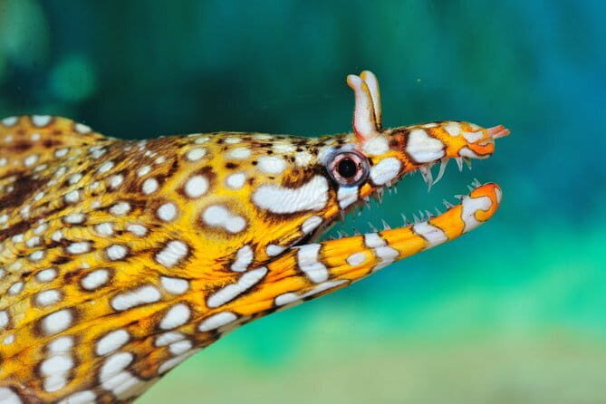 Private Tour of Shanghai Ocean Aquarium, the Bund, Yu Garden and Shanghai Tower - Key Points