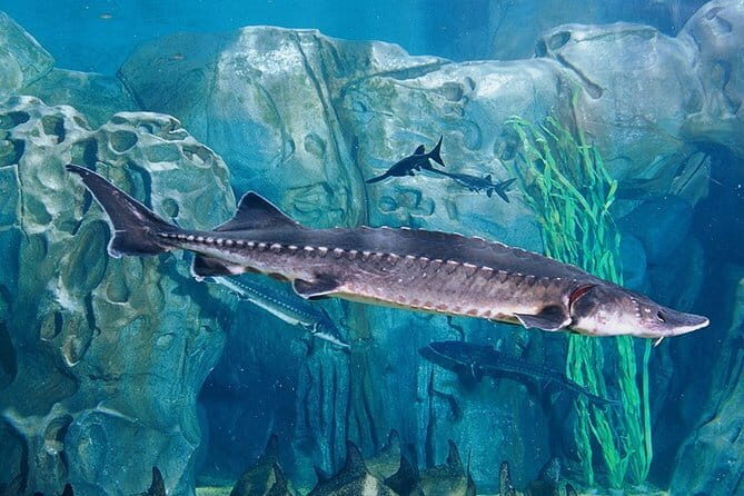 Private Tour of Shanghai Ocean Aquarium Yu Garden and Oriental Pearl Tower - Exploring Shanghai with This Private Day Tour