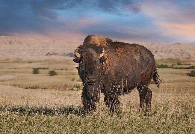 Private Tour of the Badlands with Local Experts - A Deep Dive into the Private Badlands Tour