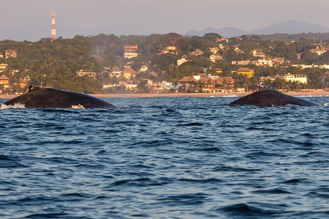 Private Tour of the Beaches of Puerto Escondido in Lancha - An In-Depth Look at the Experience