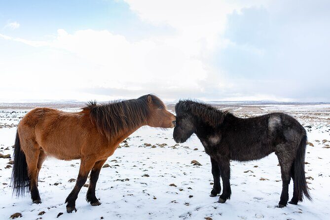Private Tour Of The Golden Circle With Farm Visits In Iceland - What the Tour Offers in Terms of Comfort and Value