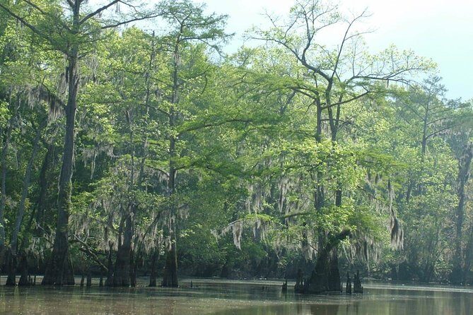Private Tour of the Honey Island Swamp - Introduction: An Authentic Swamp Adventure