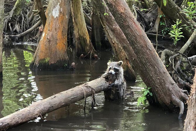 Private Tour of the Honey Island Swamp - Final Thoughts