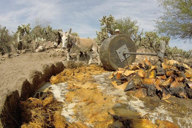Private Tour of the Mezcal Route with Ancestral Drinks - Why This Tour Stands Out