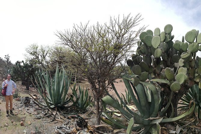 Private Tour of the Mezcal Route with Ancestral Drinks - The Real Value of This Experience