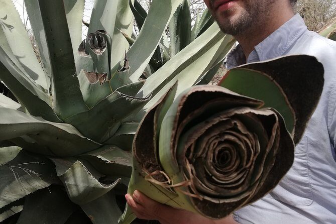 Private Tour of the Mezcal Route with Ancestral Drinks - Who is This Tour Perfect For?