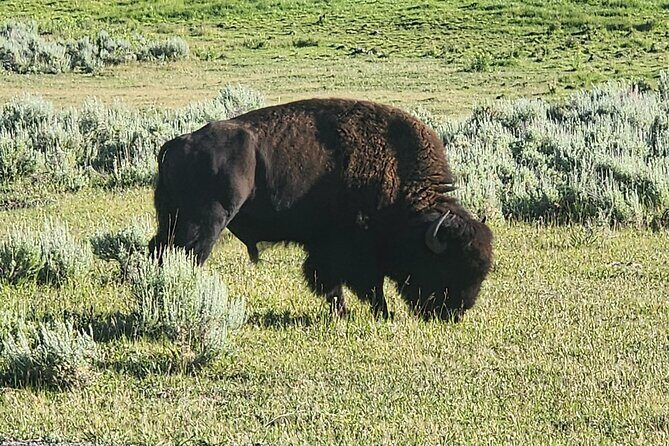 Private Tour of Yellowstone Lower Loop - FAQs