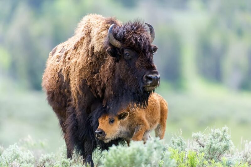 Private Tour of Yellowstone National Park - The Sum Up